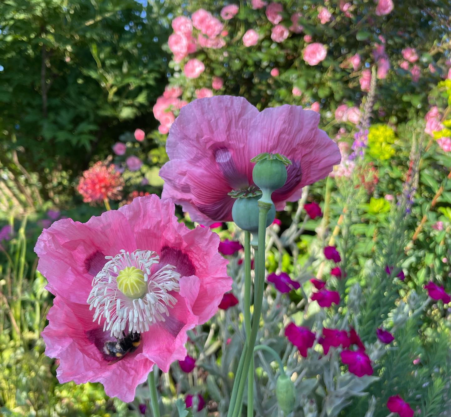 The Poppy Garden - Oldcastle, Co. Meath