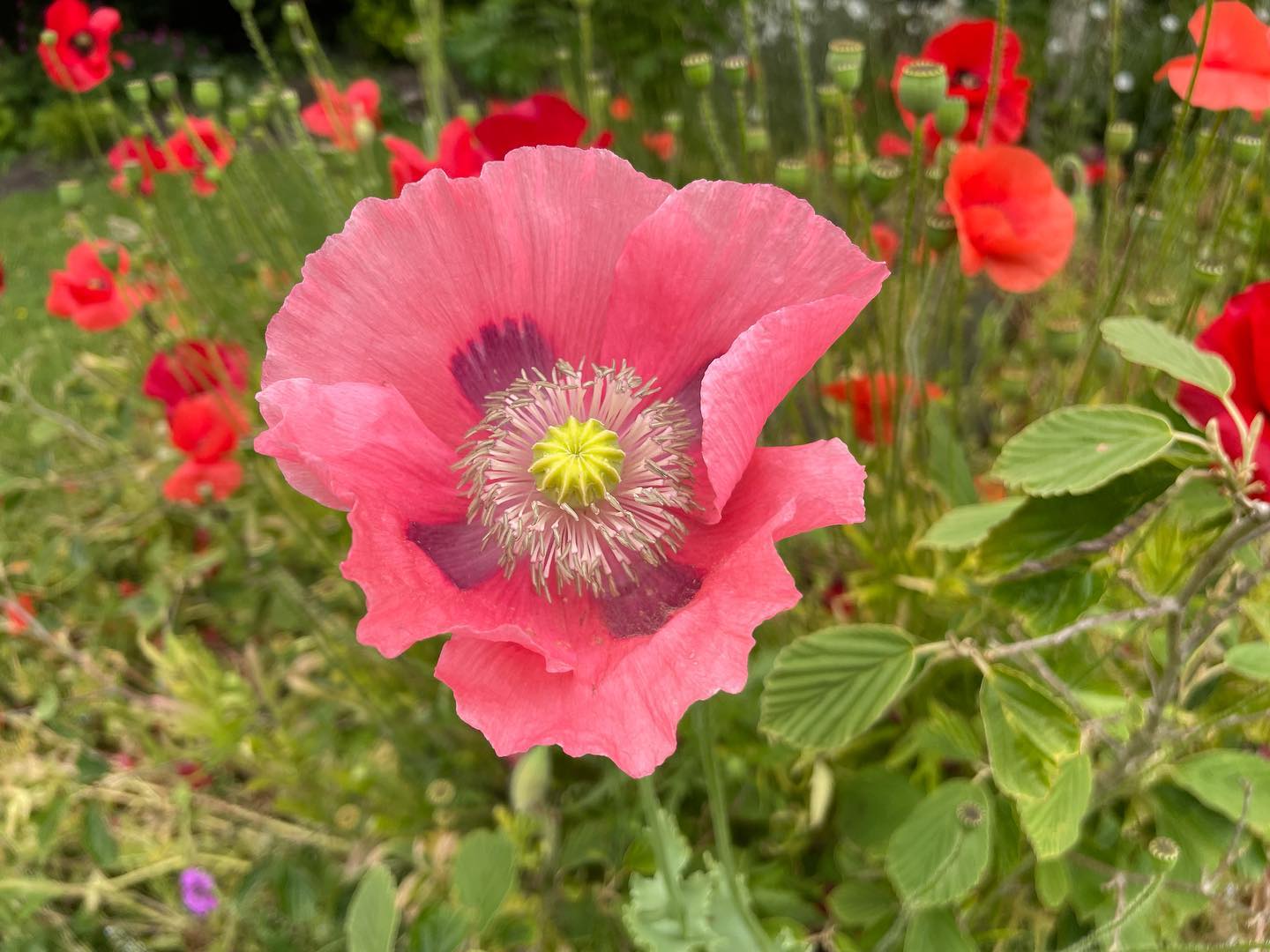 The Poppy Garden - Oldcastle, Co. Meath