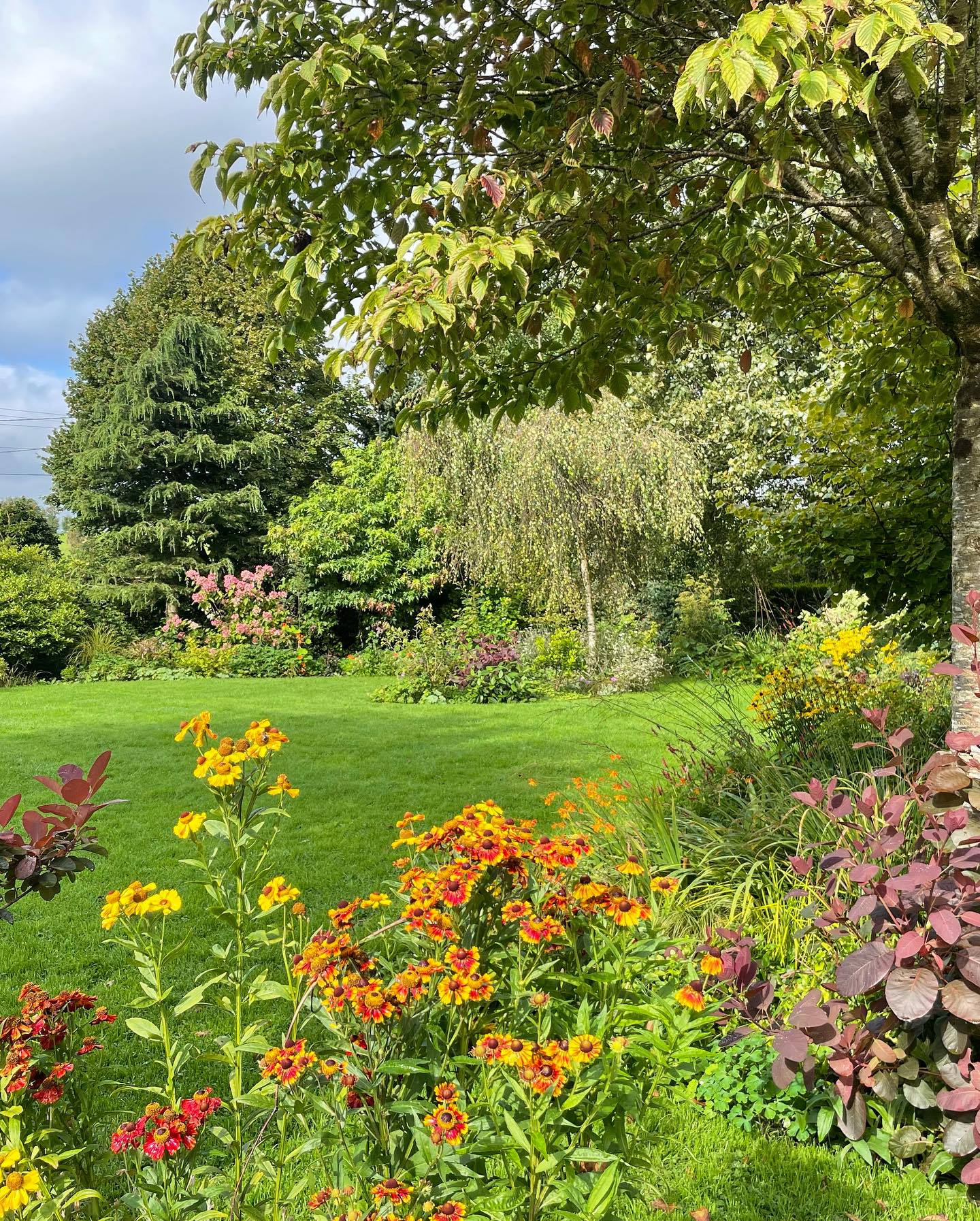 The Poppy Garden - Oldcastle, Co. Meath