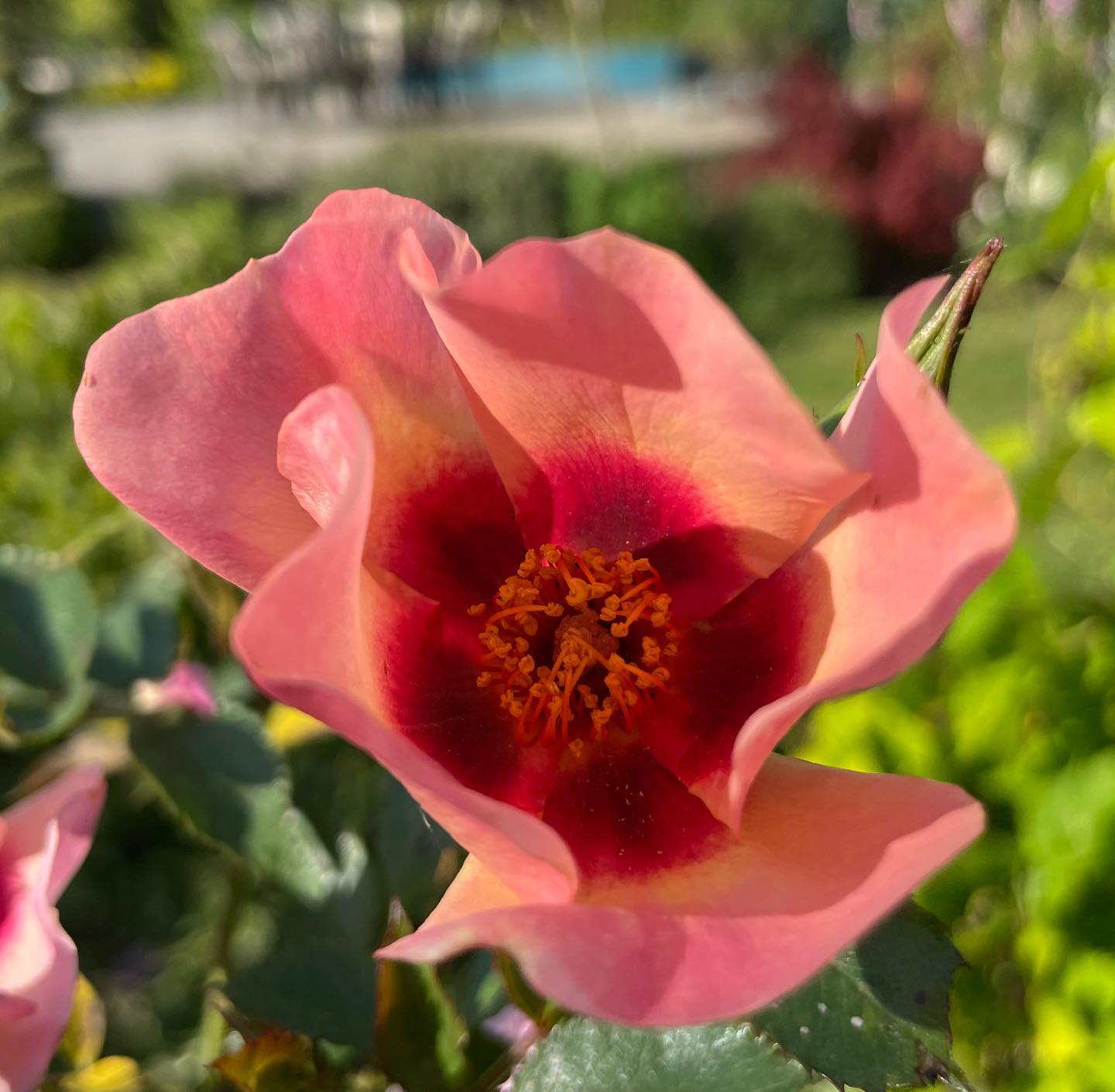 The Poppy Garden - Oldcastle, Co. Meath