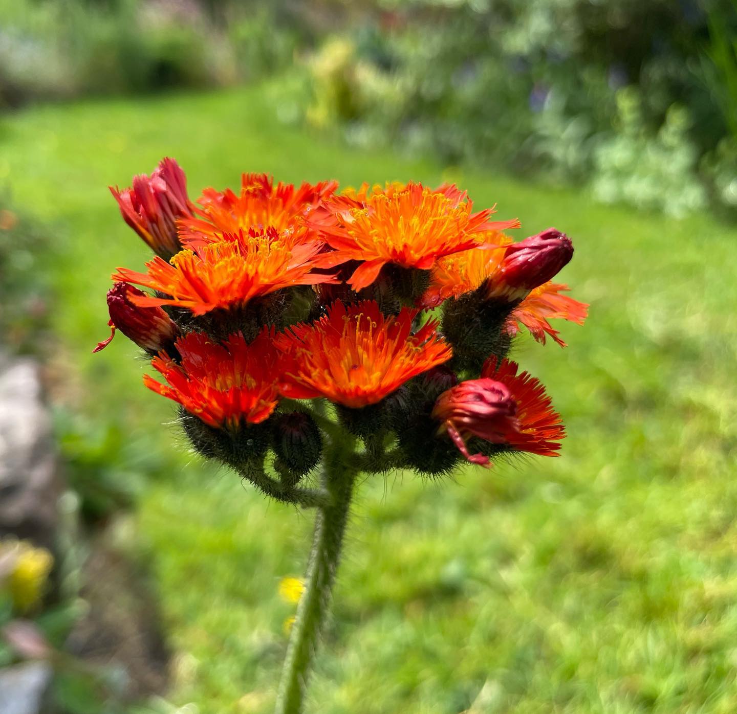The Poppy Garden - Oldcastle, Co. Meath