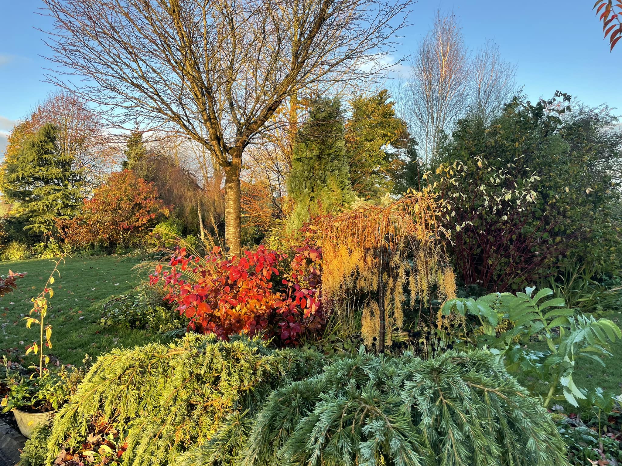 The Poppy Garden - Oldcastle, Co. Meath