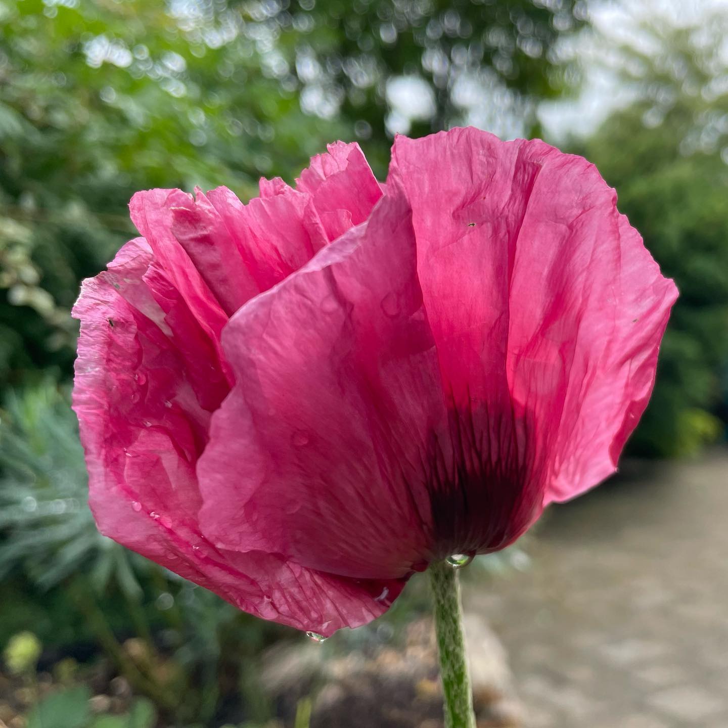 The Poppy Garden - Oldcastle, Co. Meath